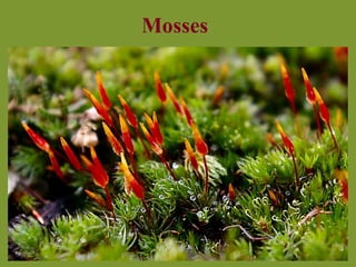 The Bryophytes | PPT