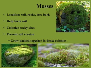 The Bryophytes | PPT
