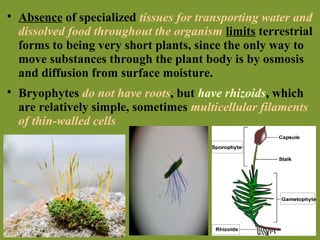 The Bryophytes | PPT