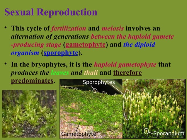 The Bryophytes | PPT | Biological Sciences | Science