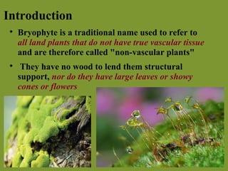 Examples Of Bryophytes Plants