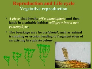 Phylum Bryophyta Life Cycle