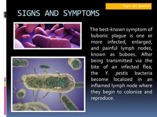 The bubonic plague | PPTX