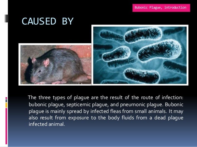 The bubonic plague