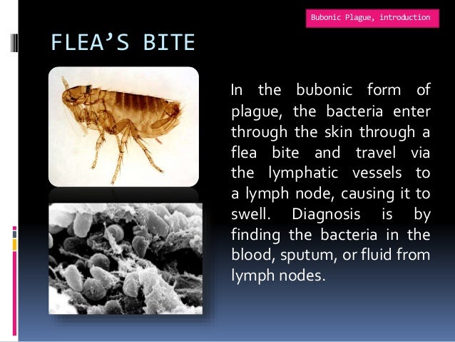 The bubonic plague