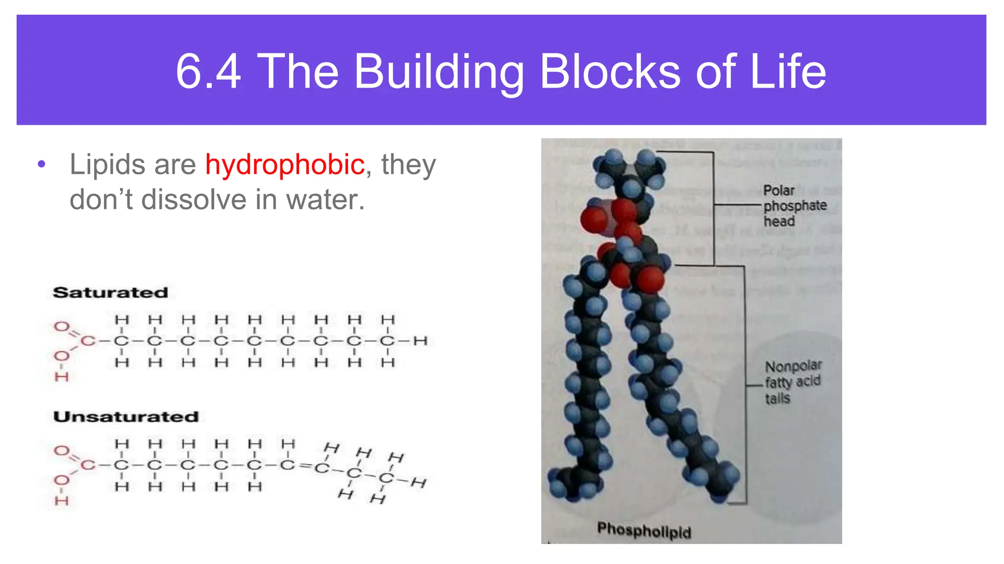grade 10 biology The Building Blocks of Life.pptx