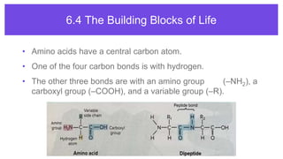 grade 10 biology The Building Blocks of Life.pptx