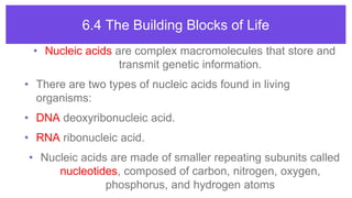 grade 10 biology The Building Blocks of Life.pptx