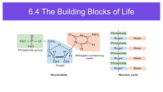grade 10 biology The Building Blocks of Life.pptx