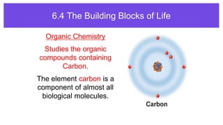 grade 10 biology The Building Blocks of Life.pptx