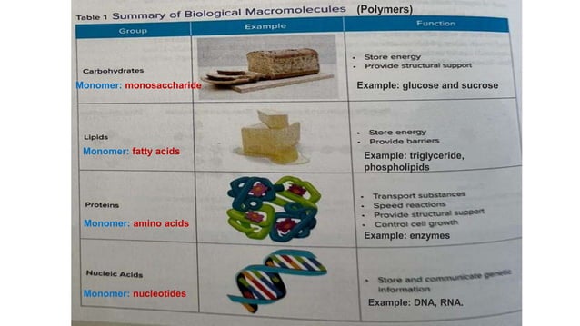 grade 10 biology The Building Blocks of Life.pptx
