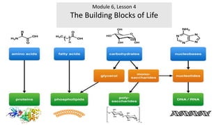 grade 10 biology The Building Blocks of Life.pptx