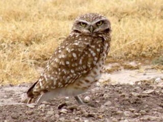 The burrowing owl ppt | PPT