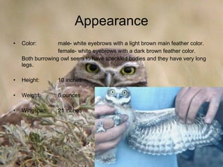 The burrowing owl ppt | PPT