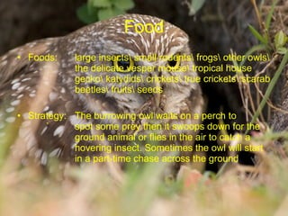 The burrowing owl ppt | PPT