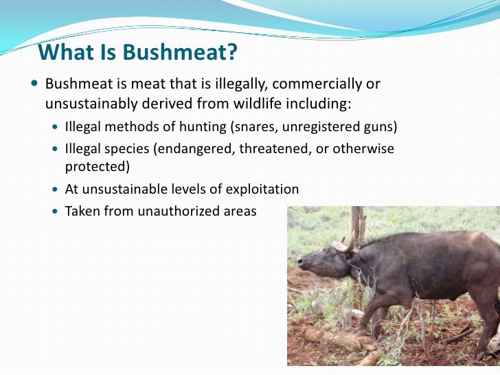 The Bushmeat Crisis In Eastern Africa – Presentation to the Universit…