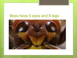 The busy honey bees | PPTX