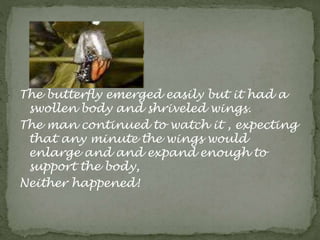 The butterfly story | PPTX