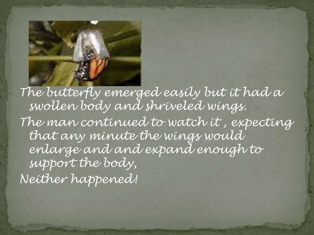 The butterfly story | PPTX