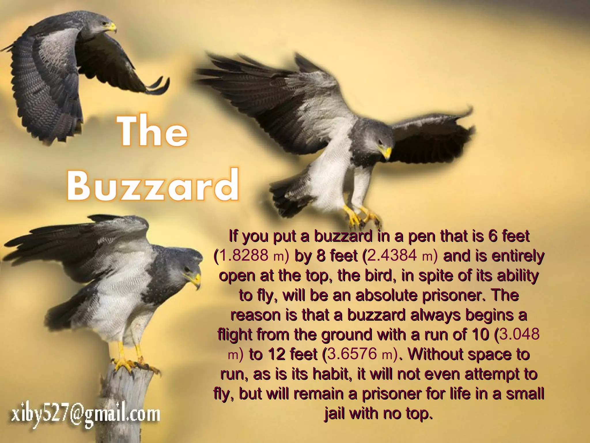 The Buzzard, The Bat, And The Bumblebee | PPS