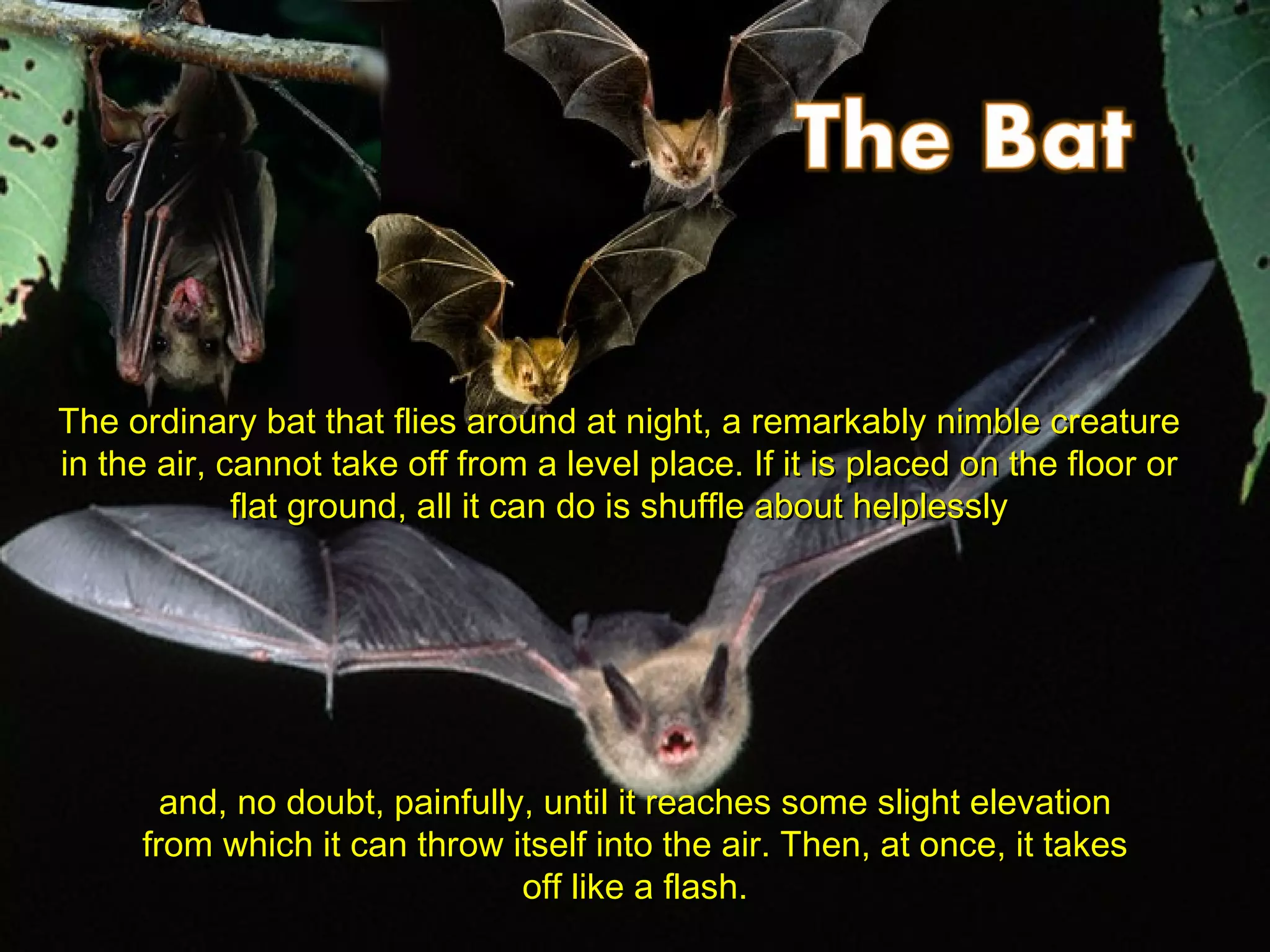 The Buzzard, The Bat, And The Bumblebee | PPS