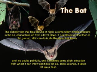 The Buzzard, The Bat, And The Bumblebee | PPS