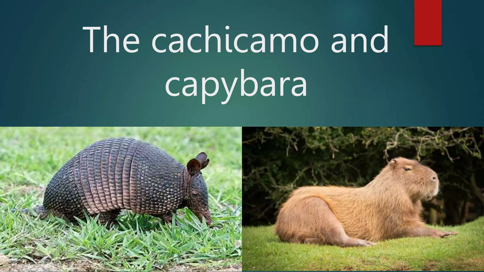 The cachicamo and capybara.pptx
