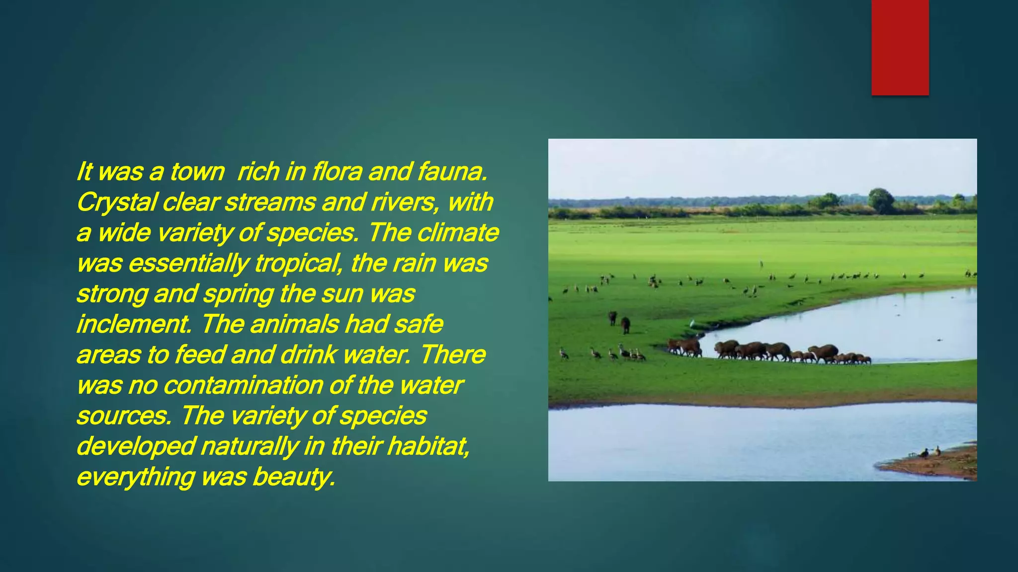 The cachicamo and capybara.pptx
