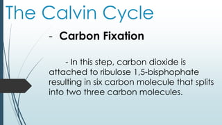 Calvin Cycle | PPTX