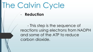 Calvin Cycle | PPTX