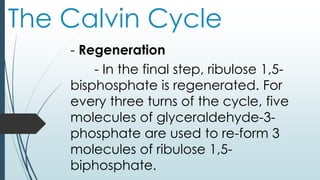 Calvin Cycle | PPTX