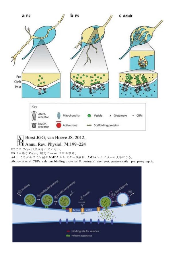 The calyx of held synapse from model synapse to auditory relay