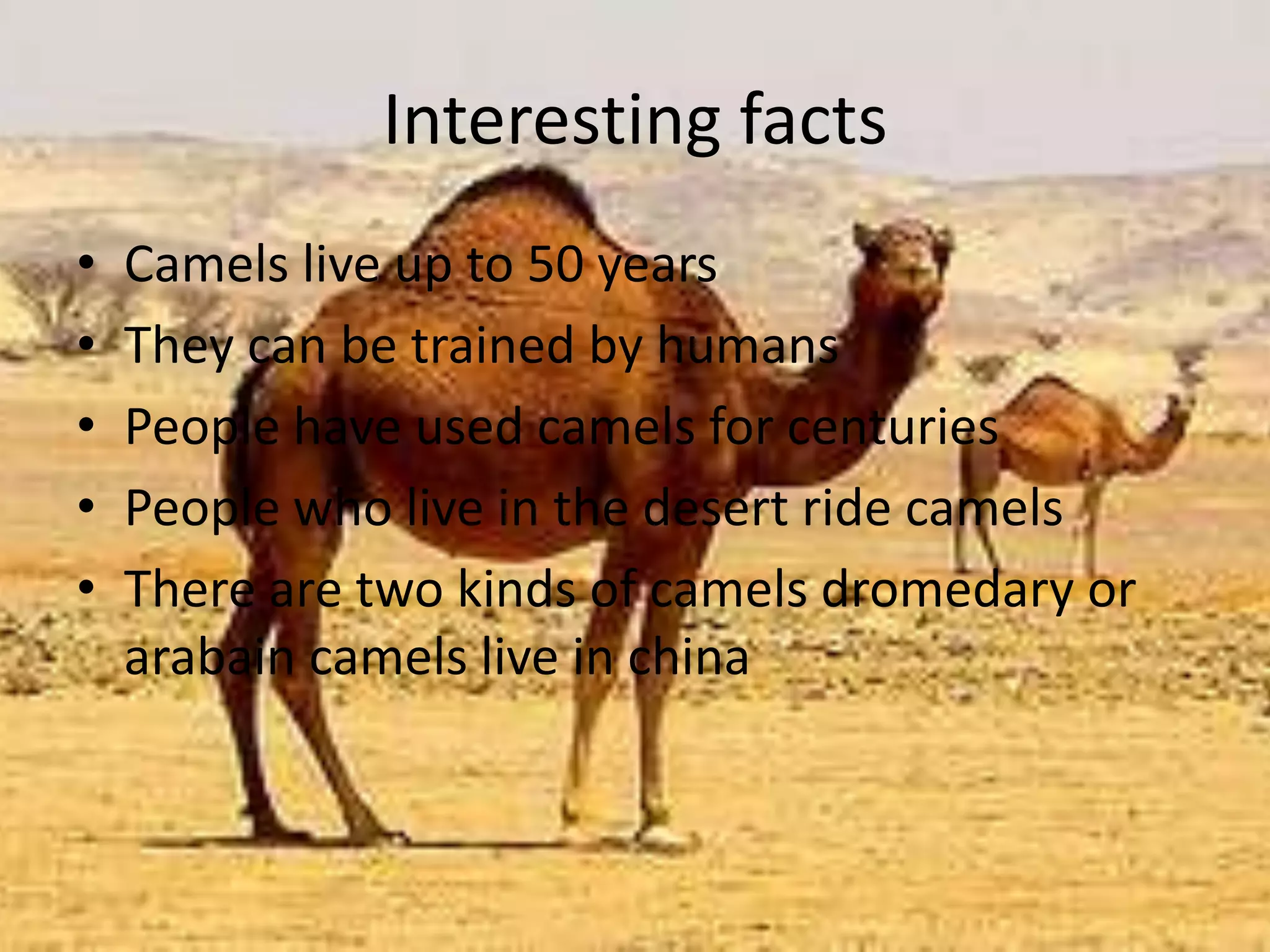 The camel | PPT