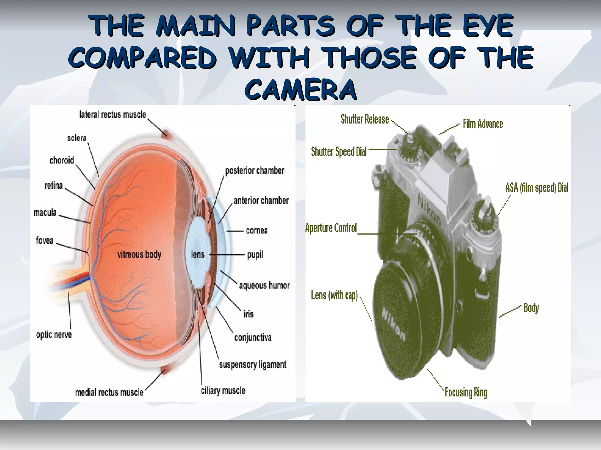 The Camera and the Eye | PPT | Photography | Arts and Crafts