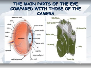 The Camera and the Eye | PPT | Photography | Arts and Crafts