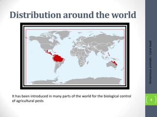 The cane toad | PPTX