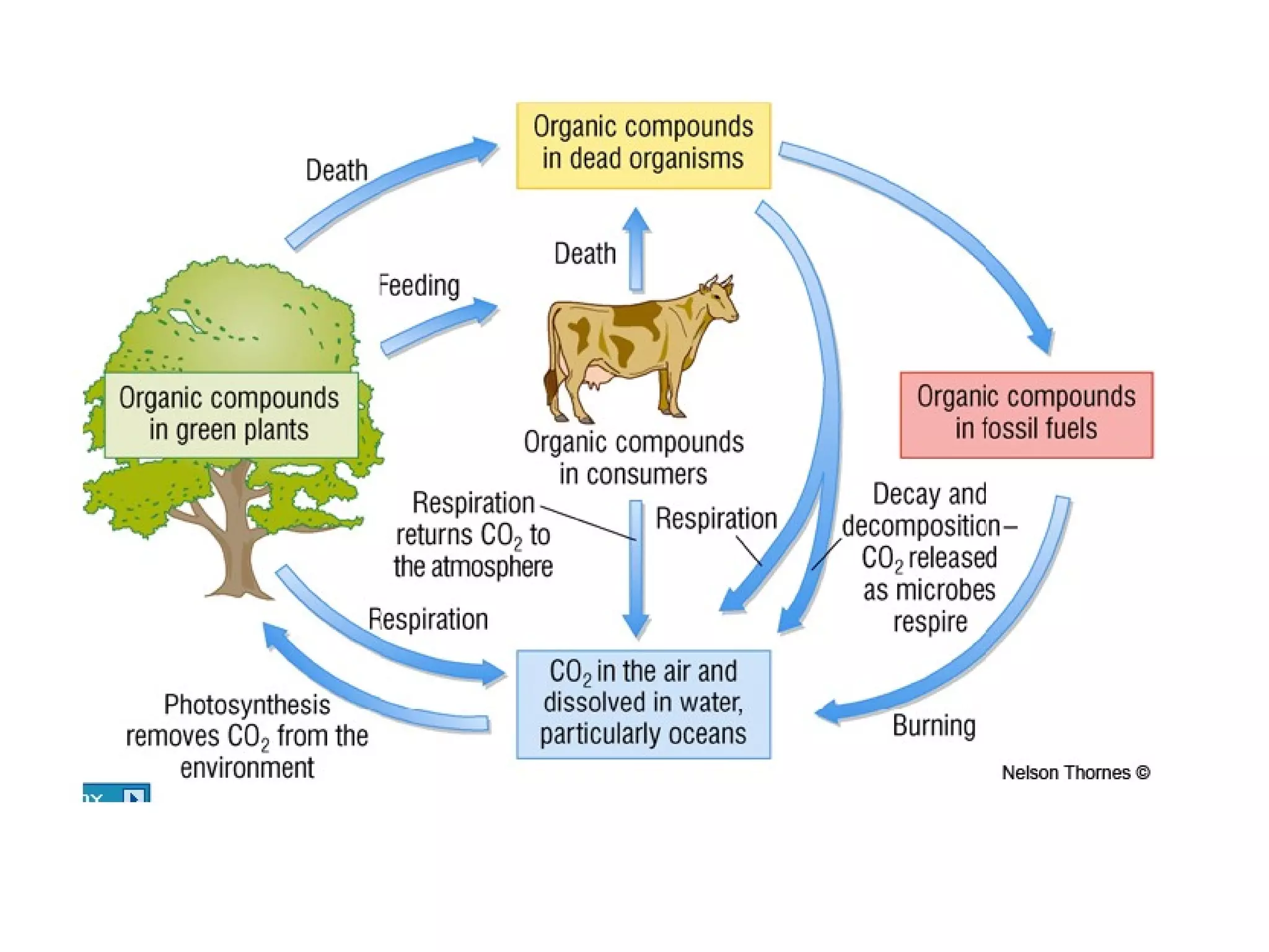 The Carbon Cycle | PPT | Chemistry | Science