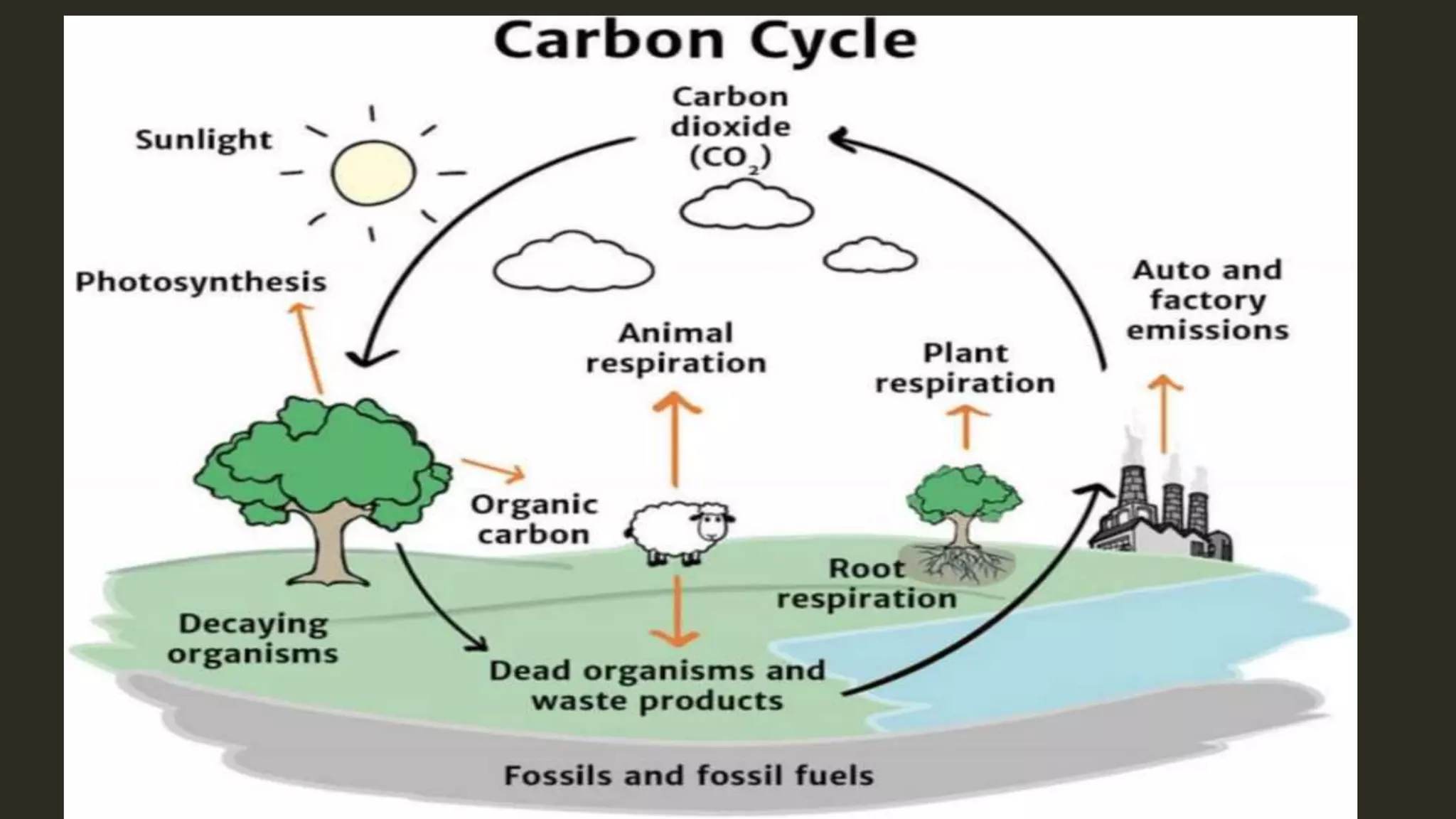 THE CARBON CYCLE.pptx