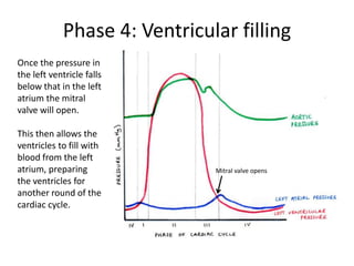 The cardiac cycle | PPT