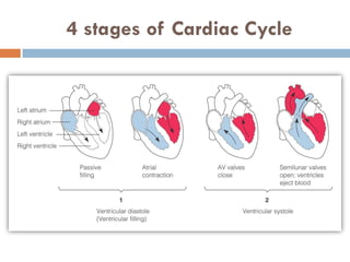 The Cardiac Cycle | PDF