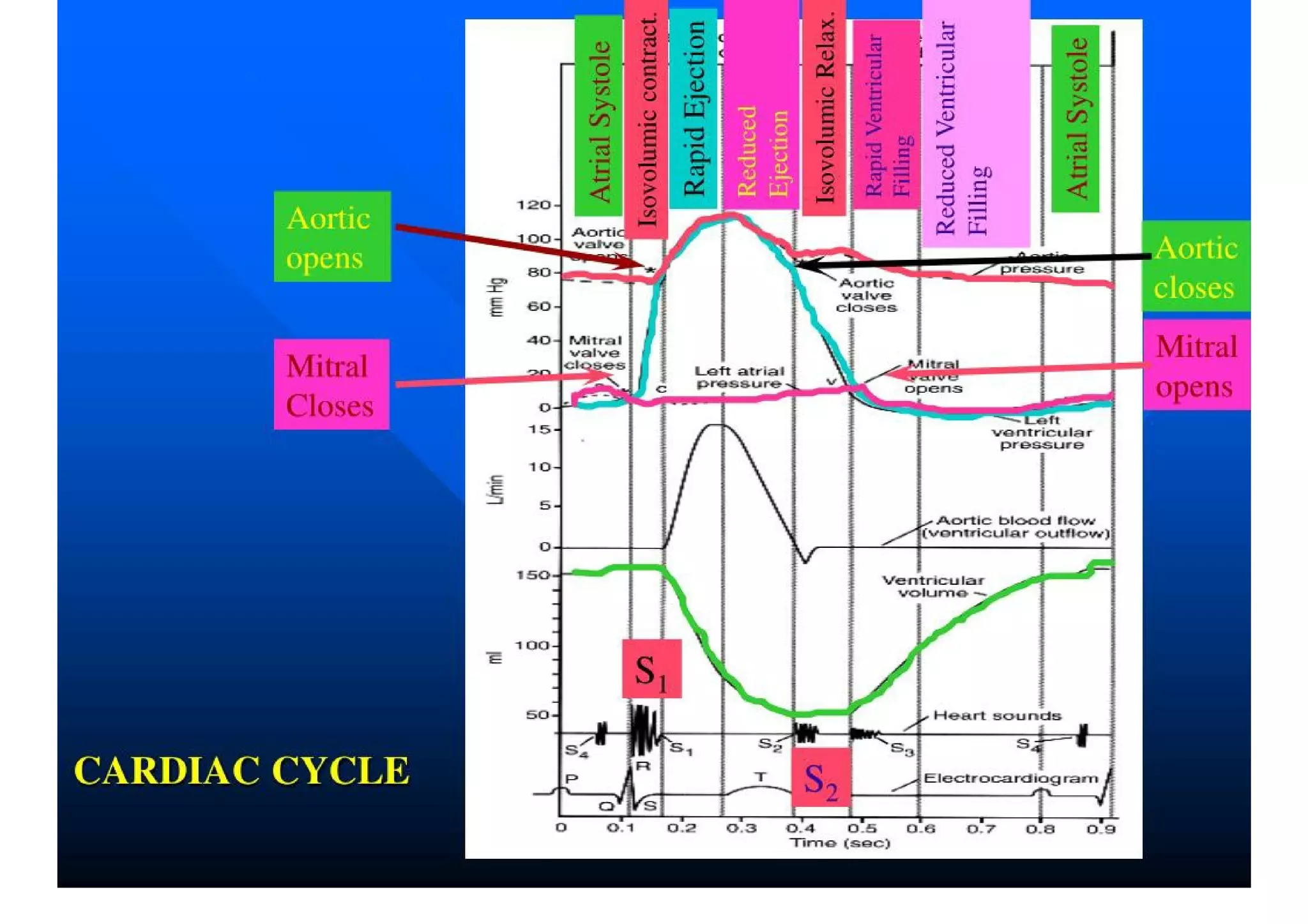 The Cardiac Cycle | PPT