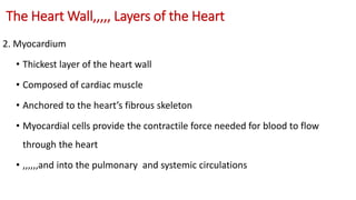 THE CARDIOVARSICULAR SYSTEM (CVS) _THE HEART.pptx