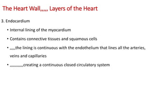 THE CARDIOVARSICULAR SYSTEM (CVS) _THE HEART.pptx