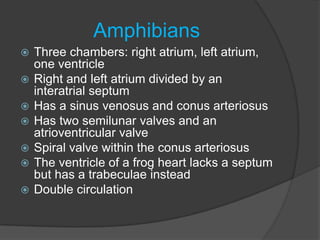 The cardiovascular system | PPTX