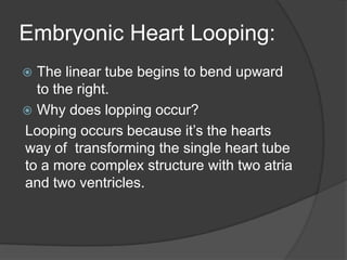 The cardiovascular system | PPTX