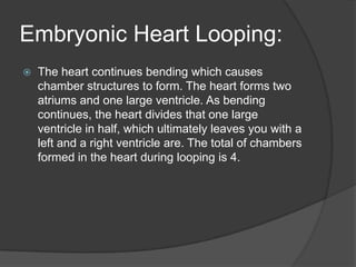 The cardiovascular system | PPTX