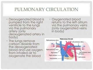 The Cardiovascular system | PPTX | Heart and Cardiovascular Diseases ...