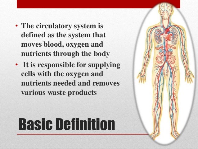 The cardiovascular system