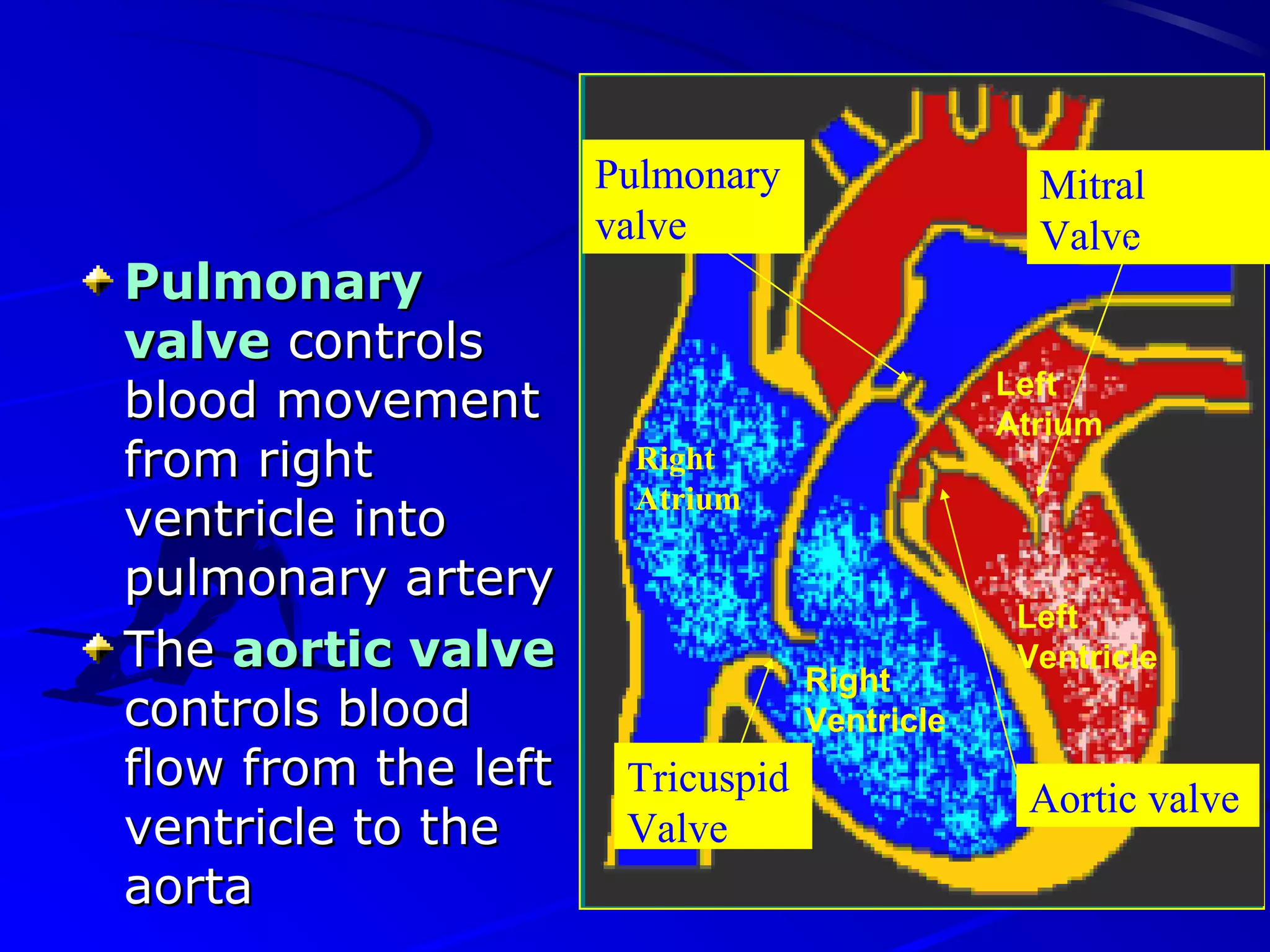 The cardiovascular system | PPT