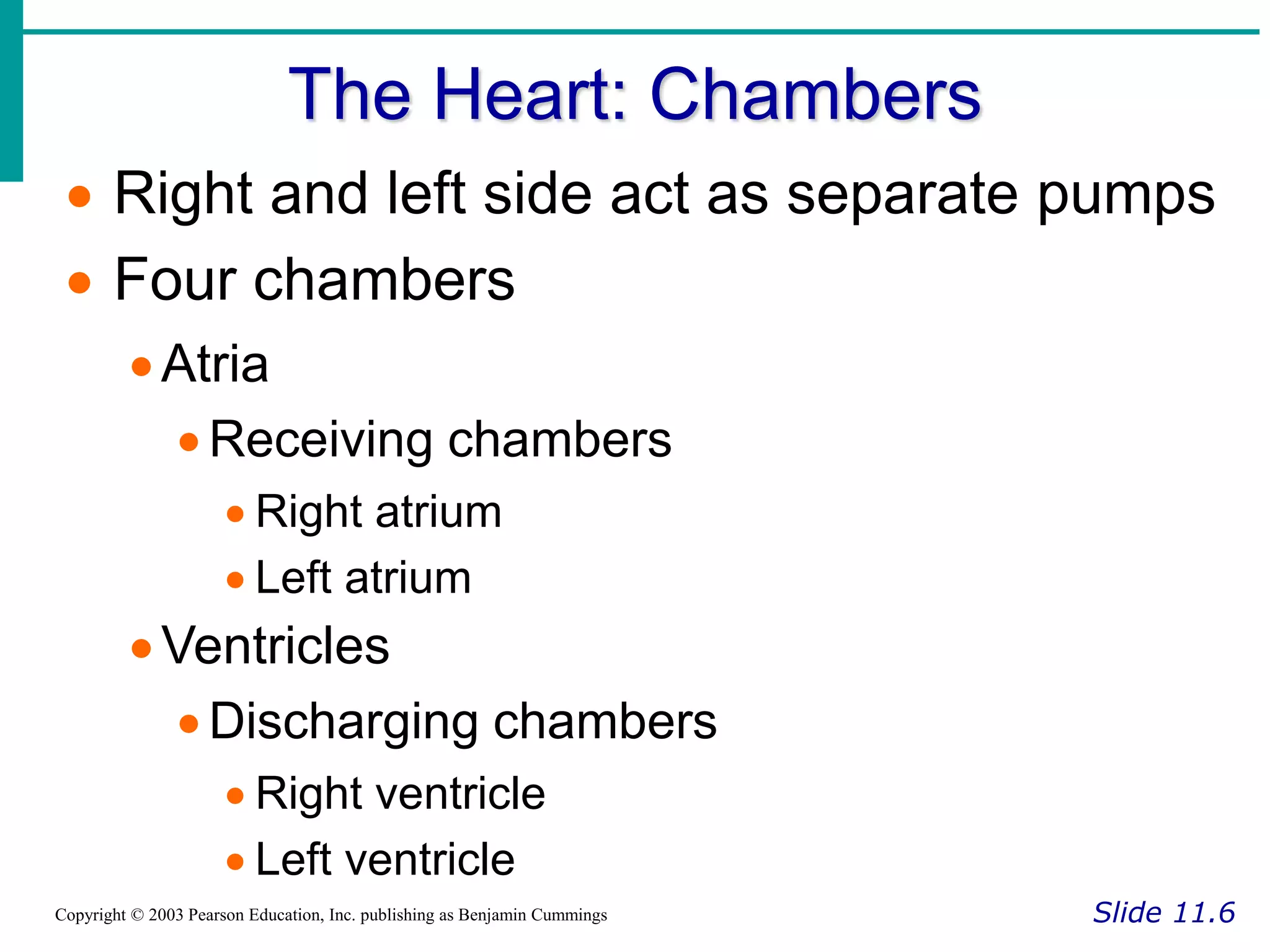 The cardiovascular system.ppt